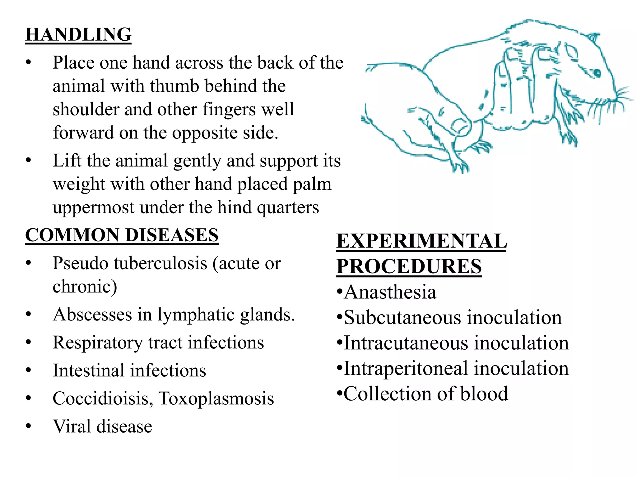 Care and handling of laboratory animals – rabbit, guinea pig | PPTX