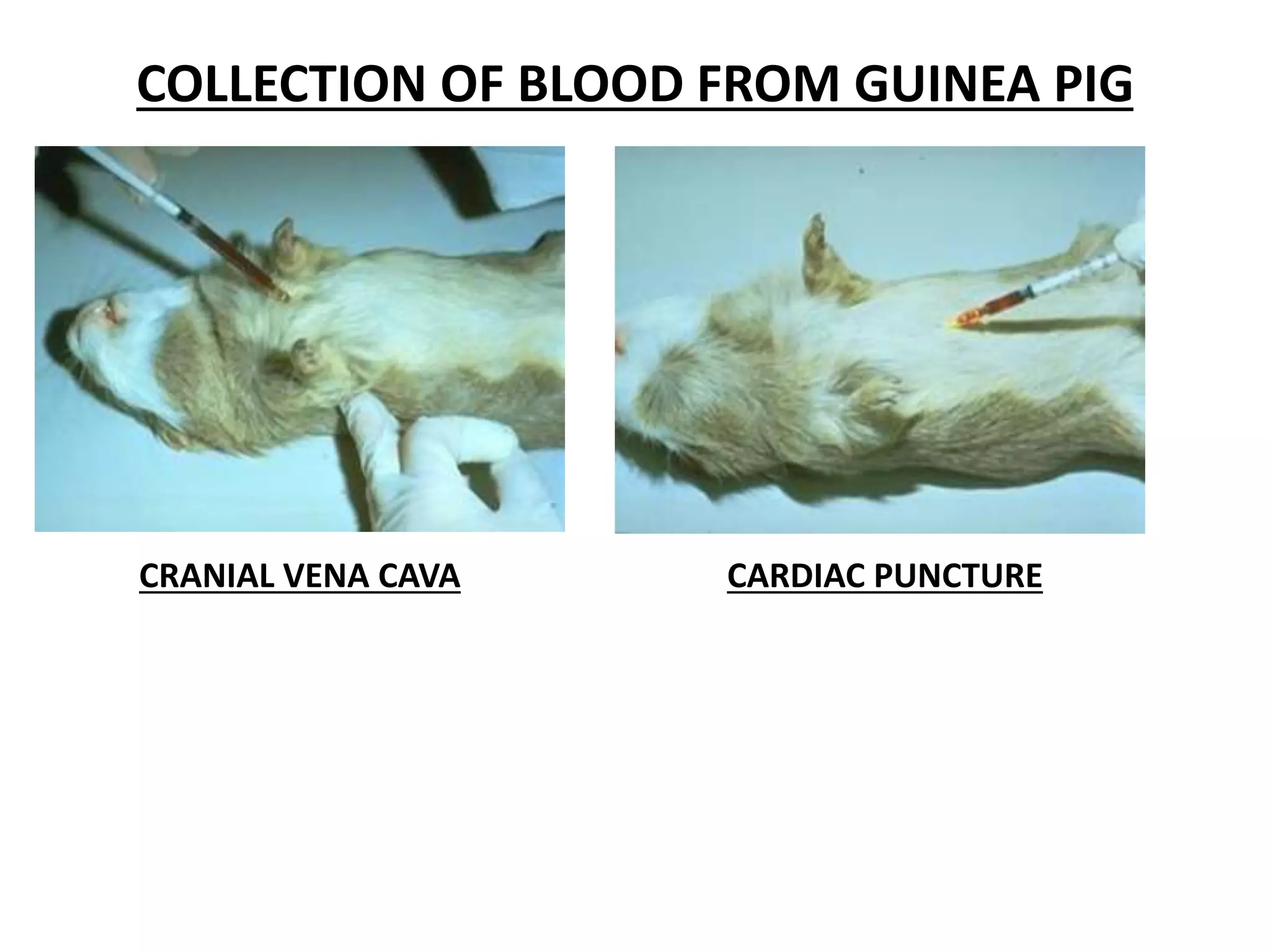 Care and handling of laboratory animals – rabbit, guinea pig | PPTX