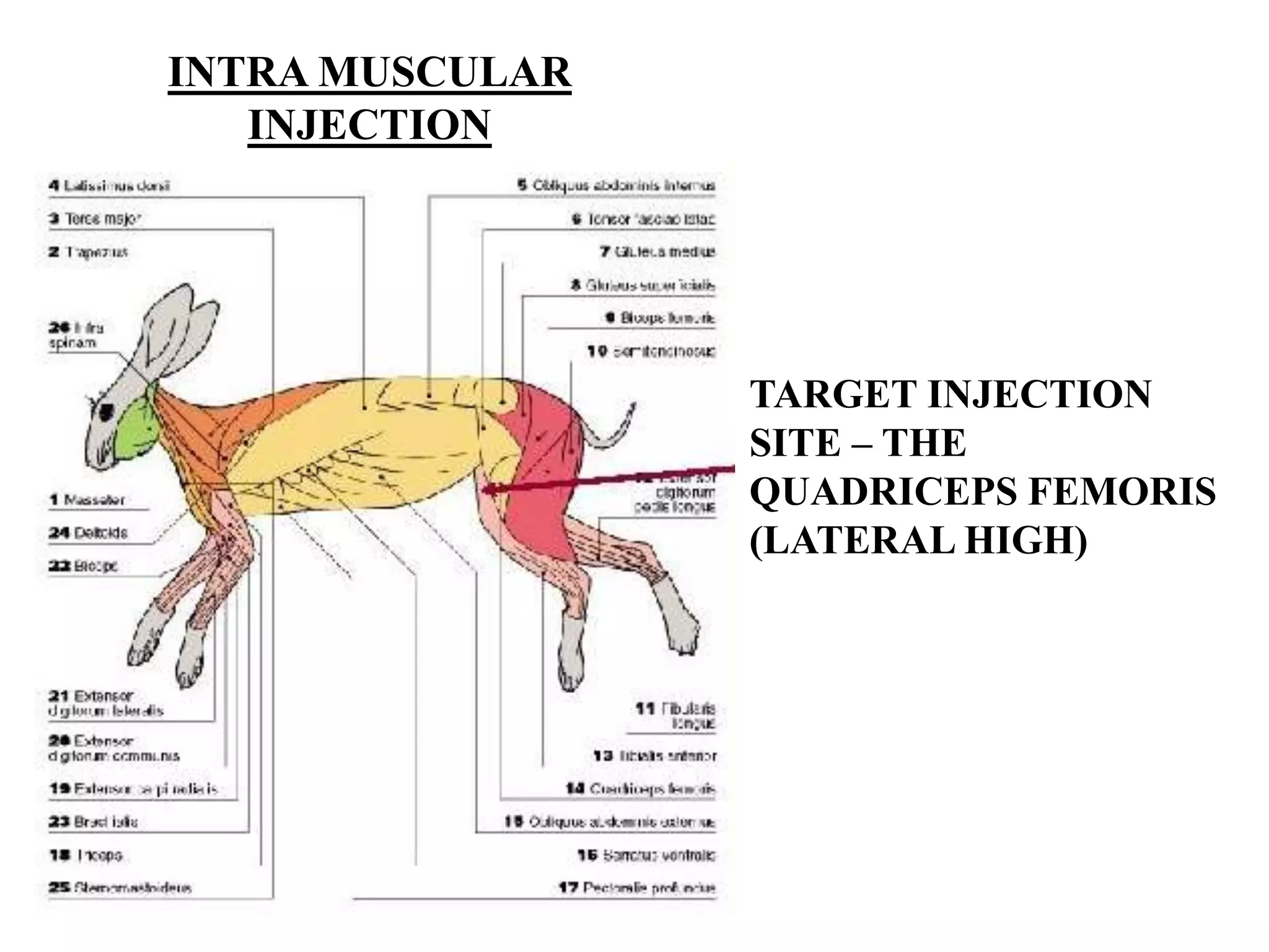 Care and handling of laboratory animals – rabbit, guinea pig | PPTX