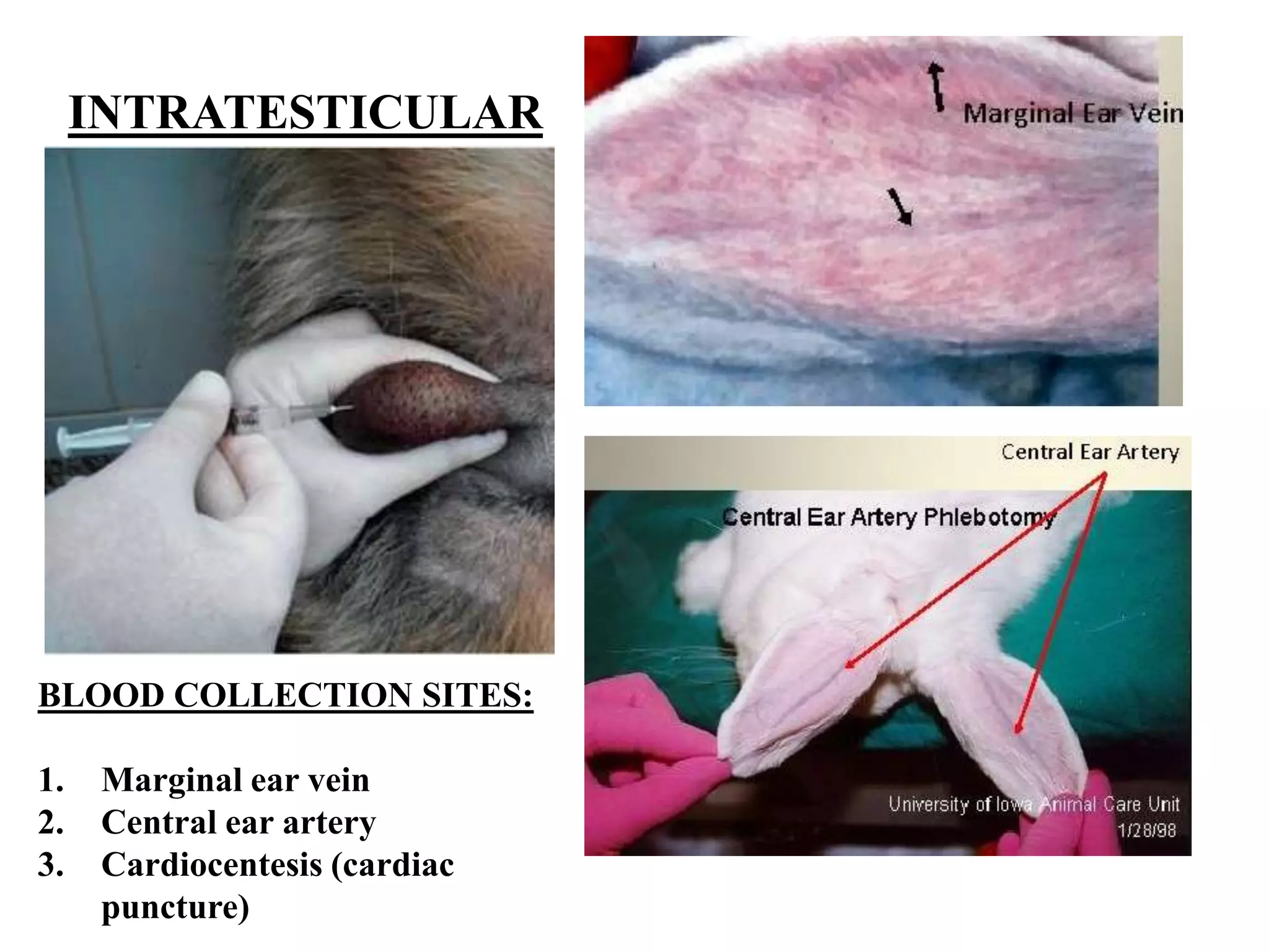 Care and handling of laboratory animals – rabbit, guinea pig | PPTX