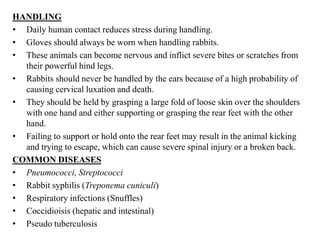 Care and handling of laboratory animals – rabbit, guinea pig | PPTX