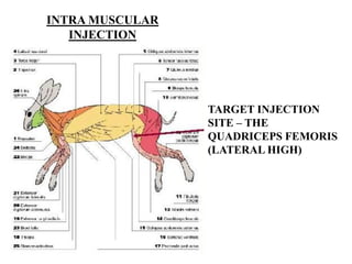 Care and handling of laboratory animals – rabbit, guinea pig | PPTX