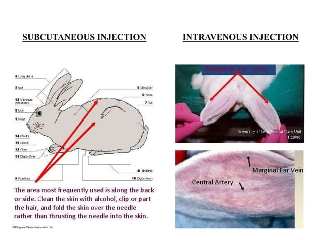 Care and handling of laboratory animals – rabbit, guinea pig | PPTX ...