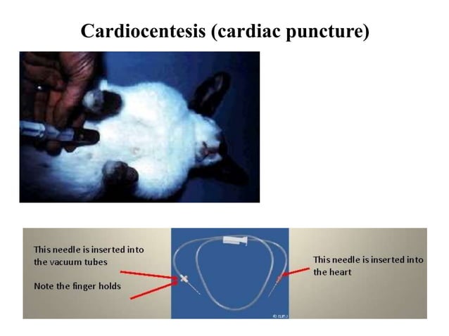 Care and handling of laboratory animals – rabbit, guinea pig | PPTX ...