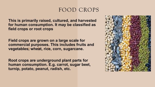 CARE AND MAINTENANCE OF agricultural CROPS.pptx