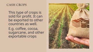 CARE AND MAINTENANCE OF agricultural CROPS.pptx