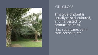 CARE AND MAINTENANCE OF agricultural CROPS.pptx