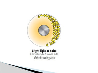 Care And Management During Brooding Period Pptx