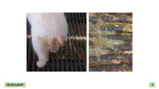 Care and management (growing finishing pigs) | PDF