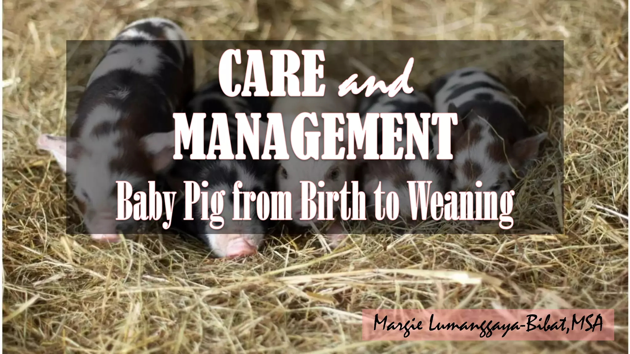 Care and management of baby pigs from birth to weaning | PDF