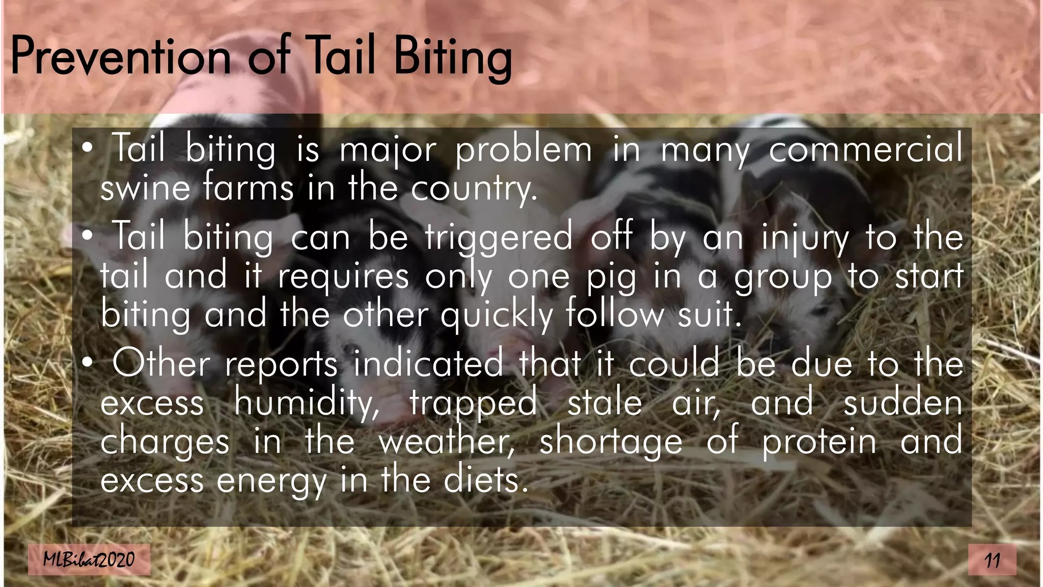 Care and management of baby pigs from birth to weaning | PDF