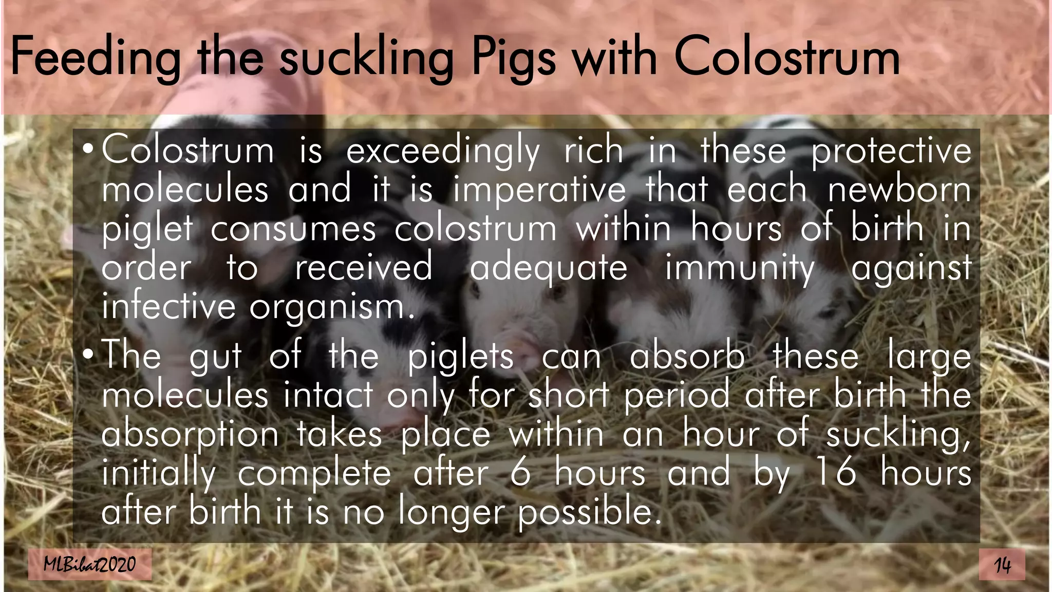 Care and management of baby pigs from birth to weaning | PDF