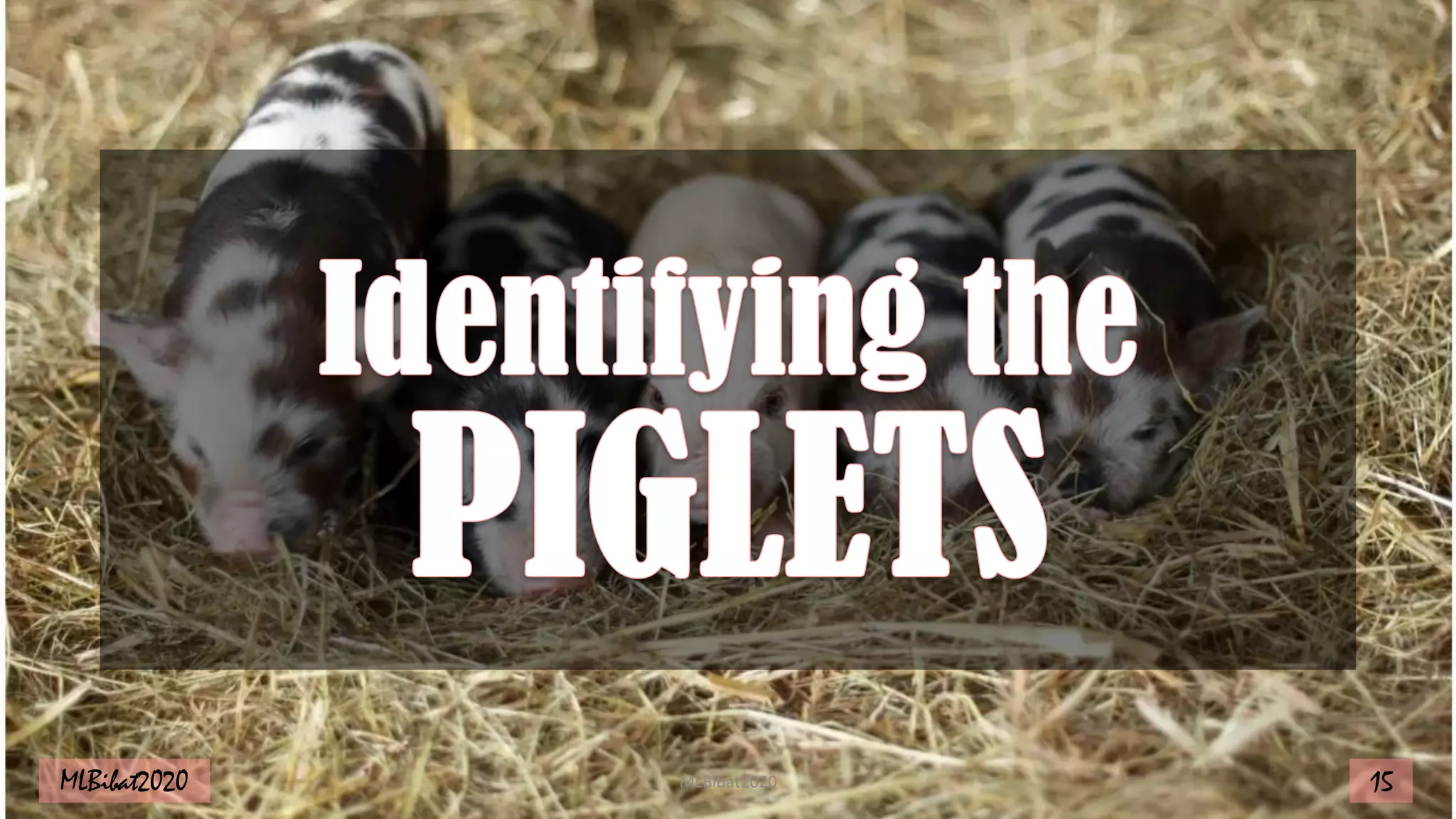 Care and management of baby pigs from birth to weaning | PDF