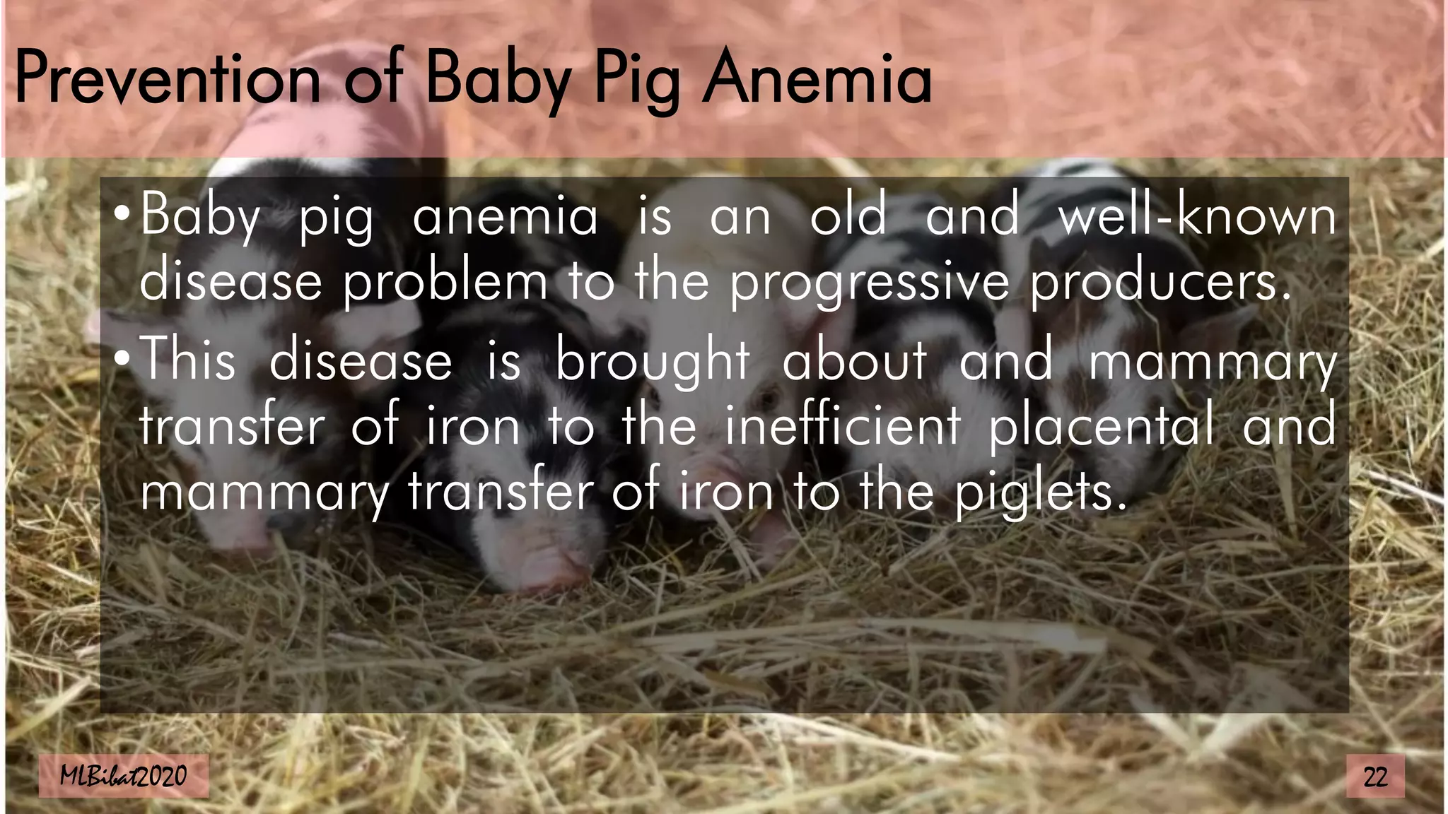 Care and management of baby pigs from birth to weaning | PDF