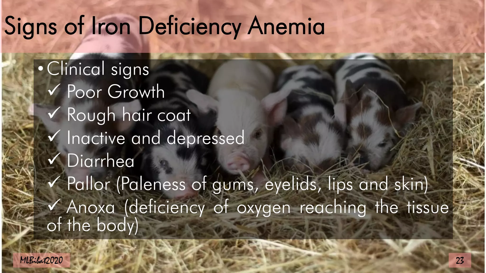 Care and management of baby pigs from birth to weaning | PDF