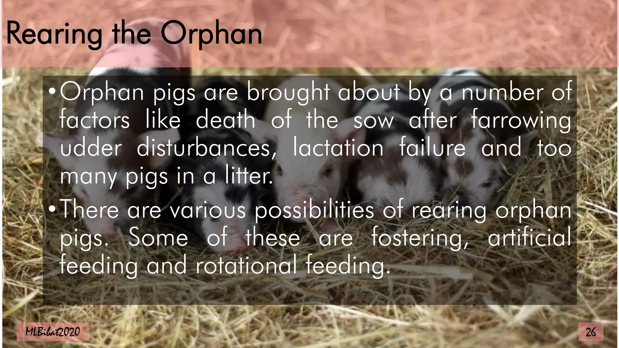 Care and management of baby pigs from birth to weaning | PDF