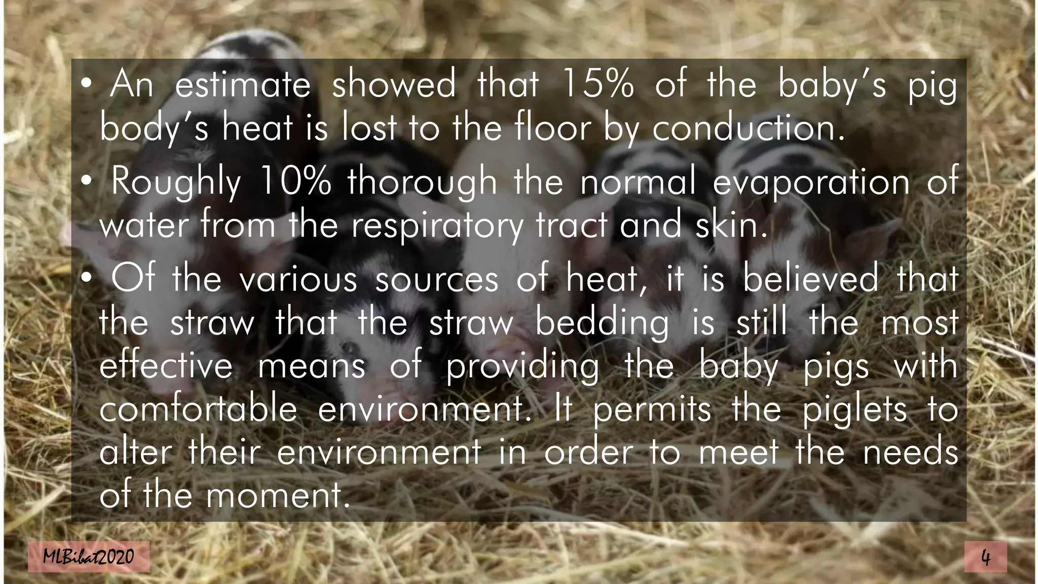 Care and management of baby pigs from birth to weaning | PDF