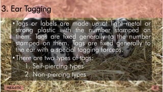 Care and management of baby pigs from birth to weaning | PDF