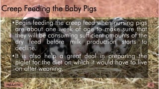 Care and management of baby pigs from birth to weaning | PDF
