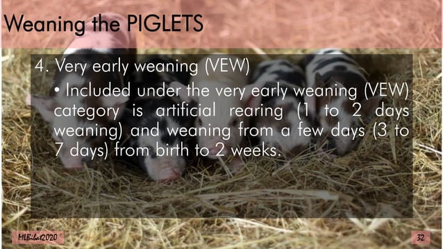 Care and management of baby pigs from birth to weaning | PDF ...