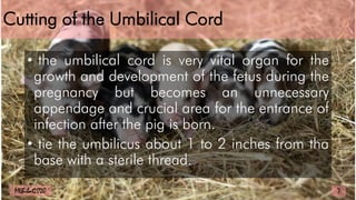Care and management of baby pigs from birth to weaning | PDF