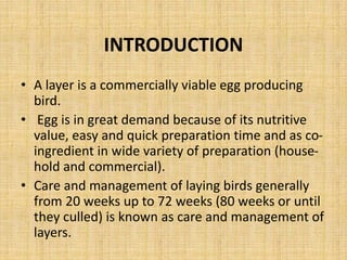 Care and management of layers and detail about production stage.pptx