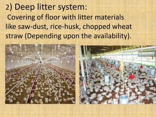 Care and management of layers and detail about production stage.pptx