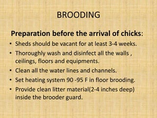 Care and management of layers and detail about production stage.pptx