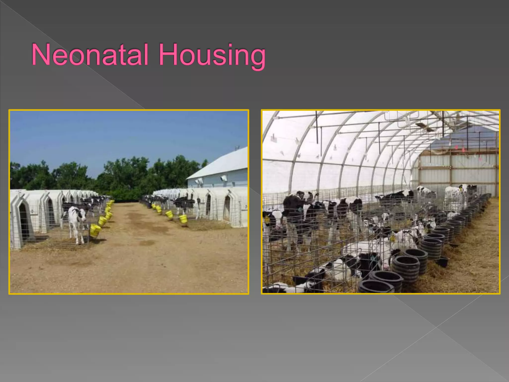 Care and Management of Neonate.pptx