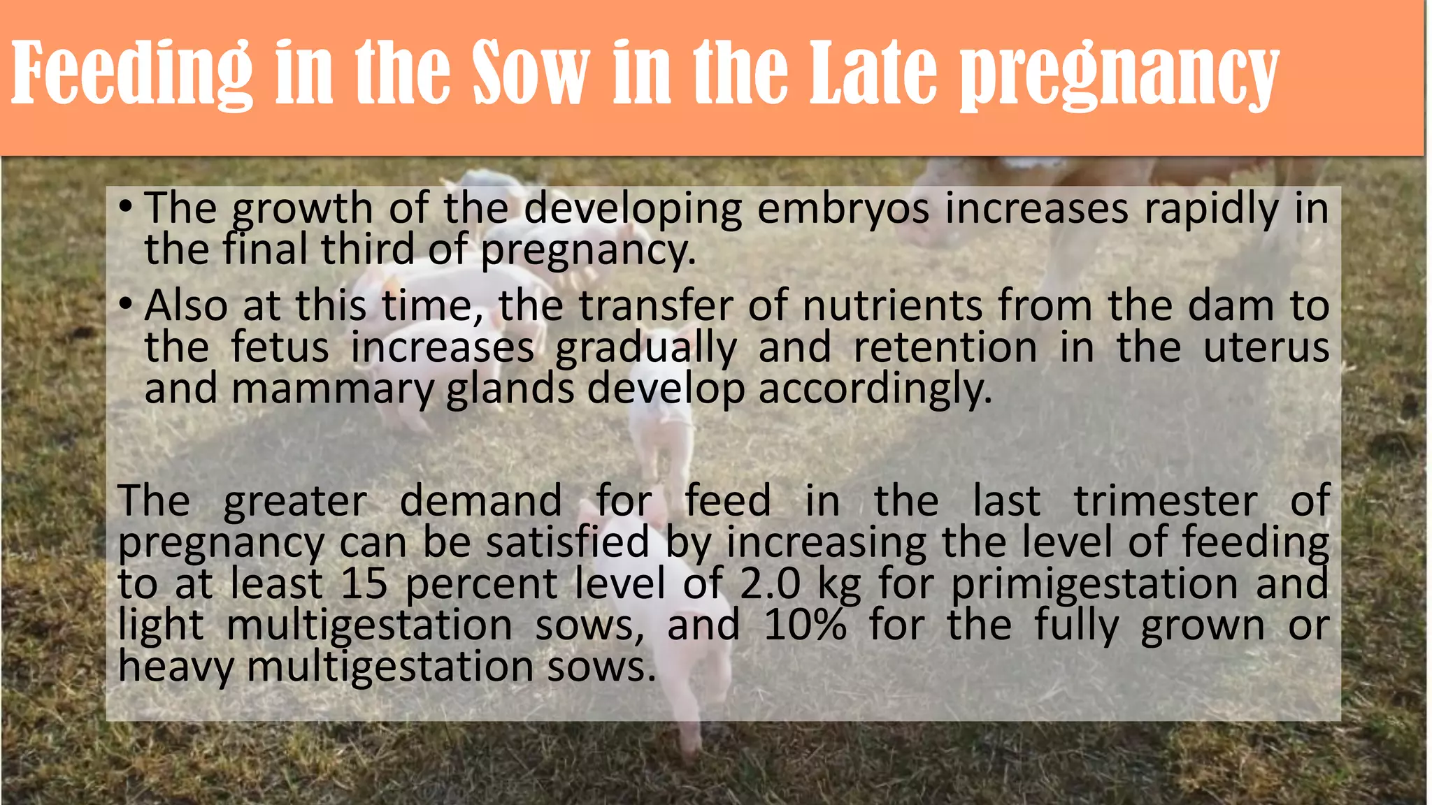 Care and management sow and gilts | PDF