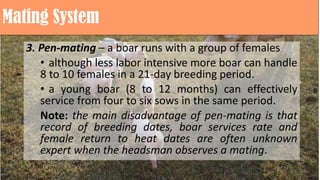 Care and management sow and gilts | PDF