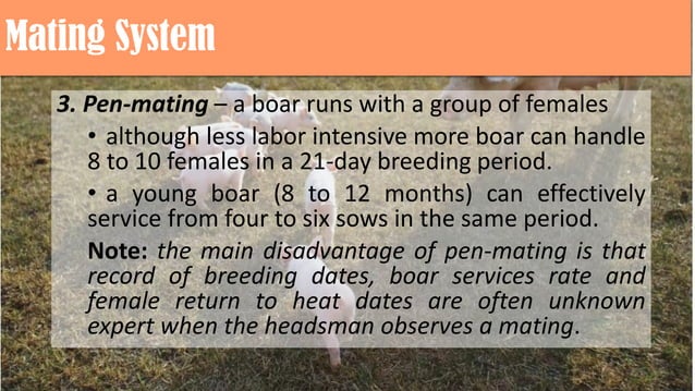 Care and management sow and gilts | PDF