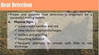 Care and management sow and gilts | PDF