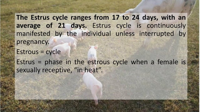 Care and management sow and gilts | PDF