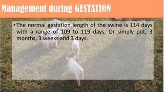 Care and management sow and gilts | PDF
