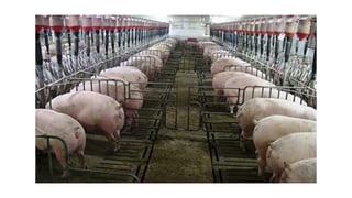 Care and management sow and gilts | PDF