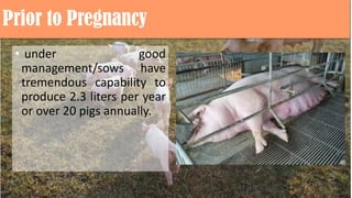 Care and management sow and gilts | PDF