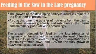 Care and management sow and gilts | PDF