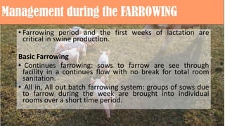Care and management sow and gilts | PDF