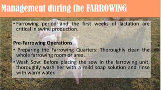 Care and management sow and gilts | PDF