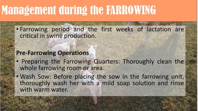 Care and management sow and gilts | PDF