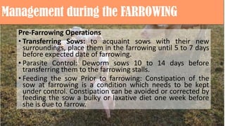 Care and management sow and gilts | PDF