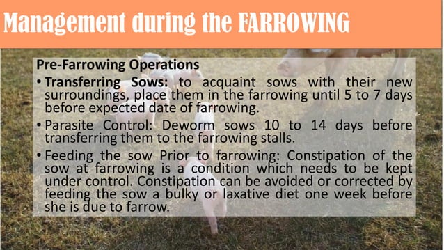 Care and management sow and gilts | PDF