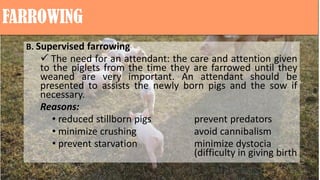Care and management sow and gilts | PDF