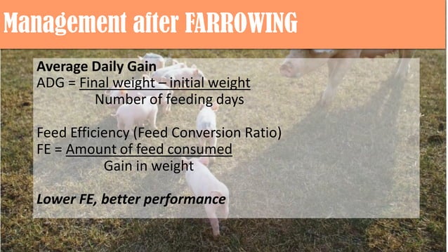 Care and management sow and gilts | PDF