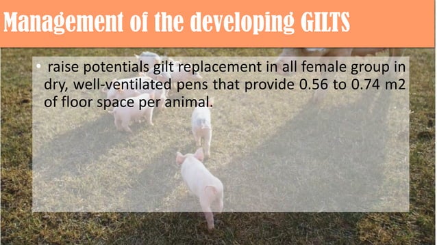 Care and management sow and gilts | PDF