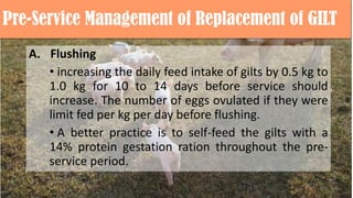 Care and management sow and gilts | PDF