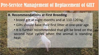Care and management sow and gilts | PDF