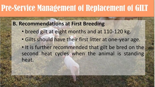 Care and management sow and gilts | PDF