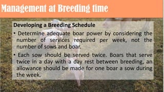 Care and management sow and gilts | PDF